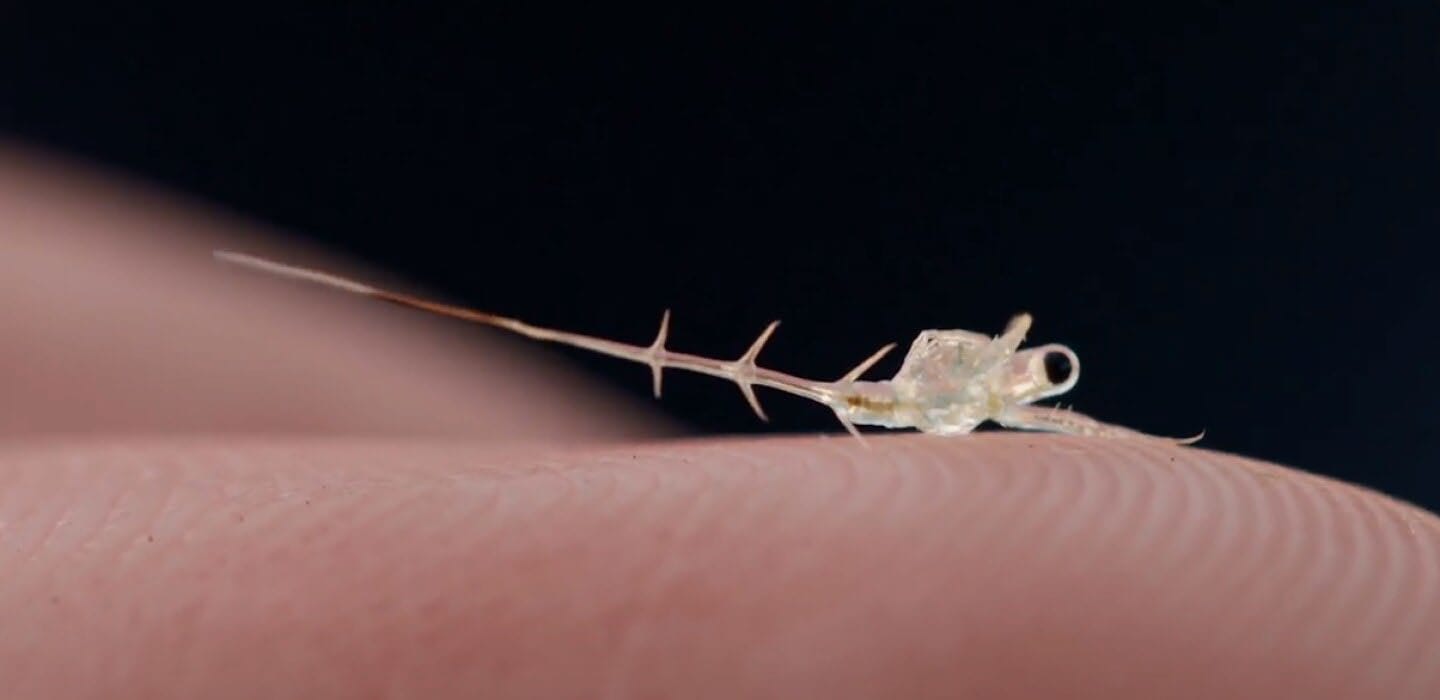 Spiny Waterflea Discovered in Sandy Beach Lake, Iron County – Turtle ...